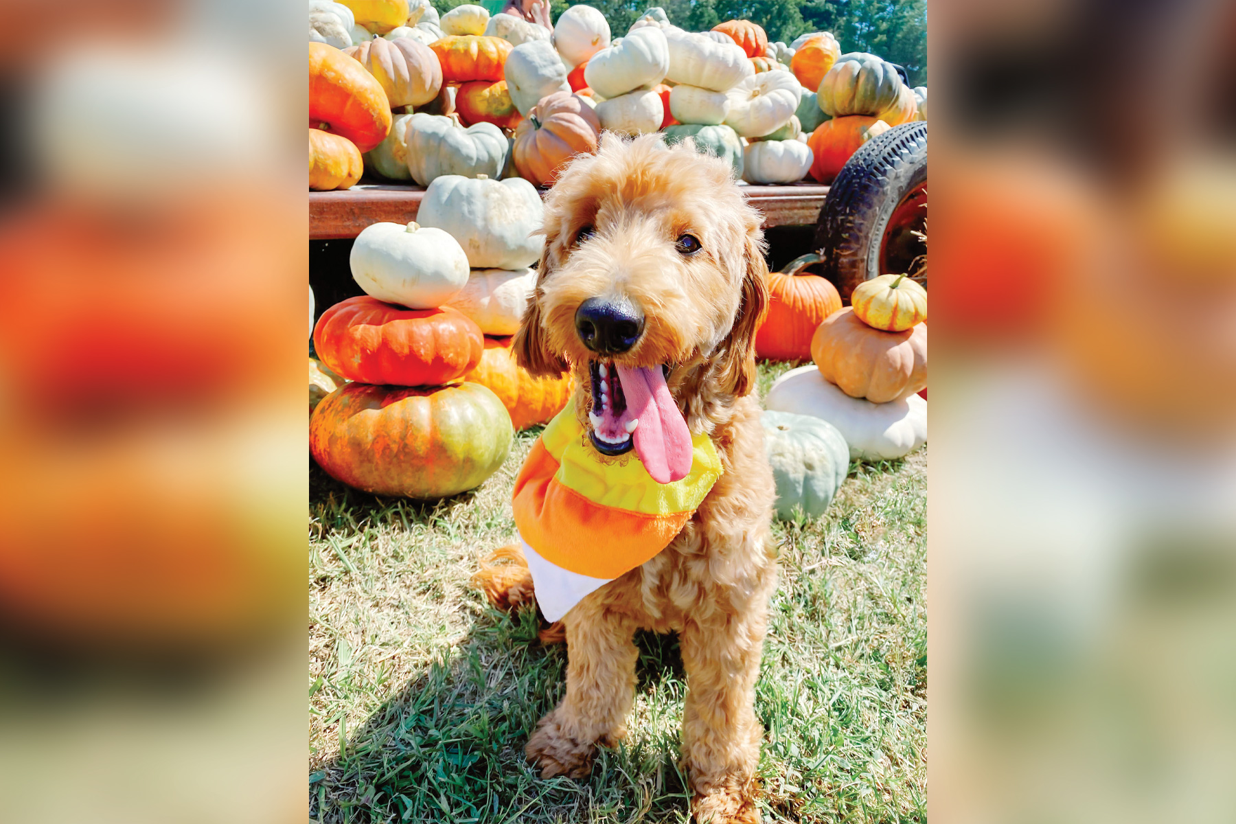 Your Ultimate Fall Bucket List - Henderson Family Magazine